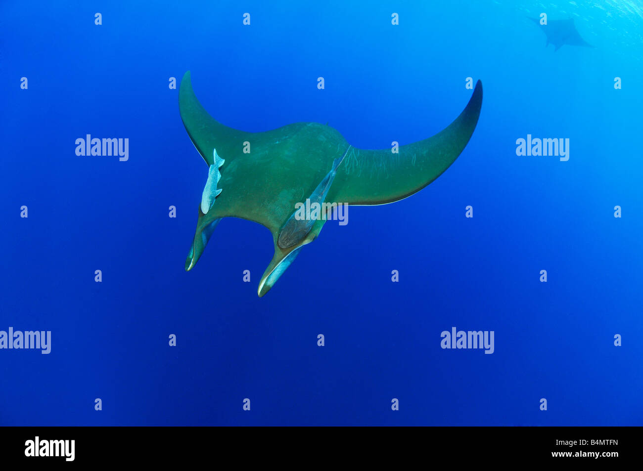 Mobula tarapacana Devil rays with Remora remora, Azores Stock Photo - Alamy