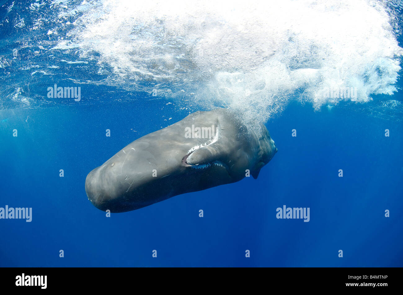 baby sperm whale calf underwater, sperm whale underwater, Physeter ...