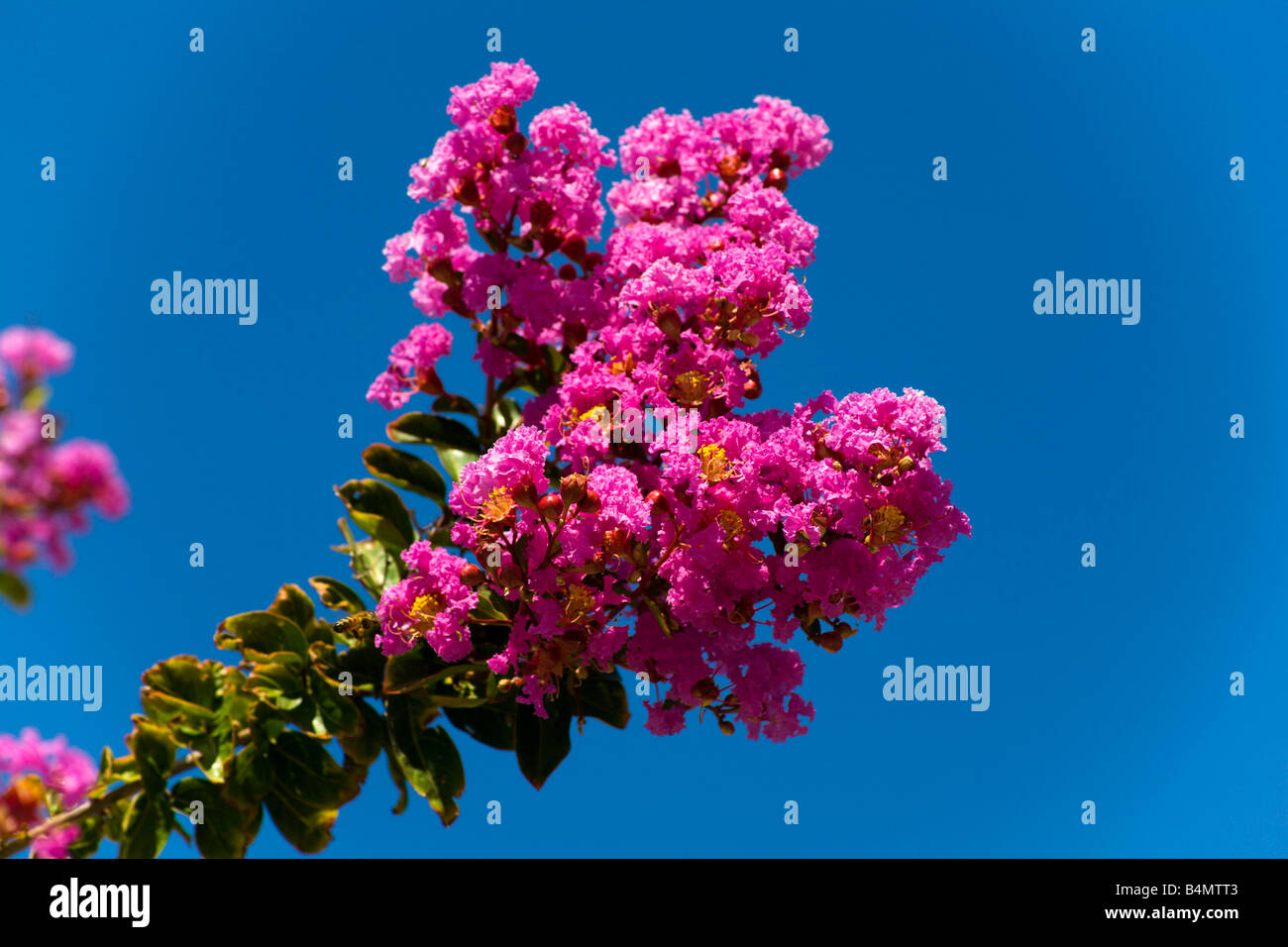 Flower holi hi-res stock photography and images - Alamy