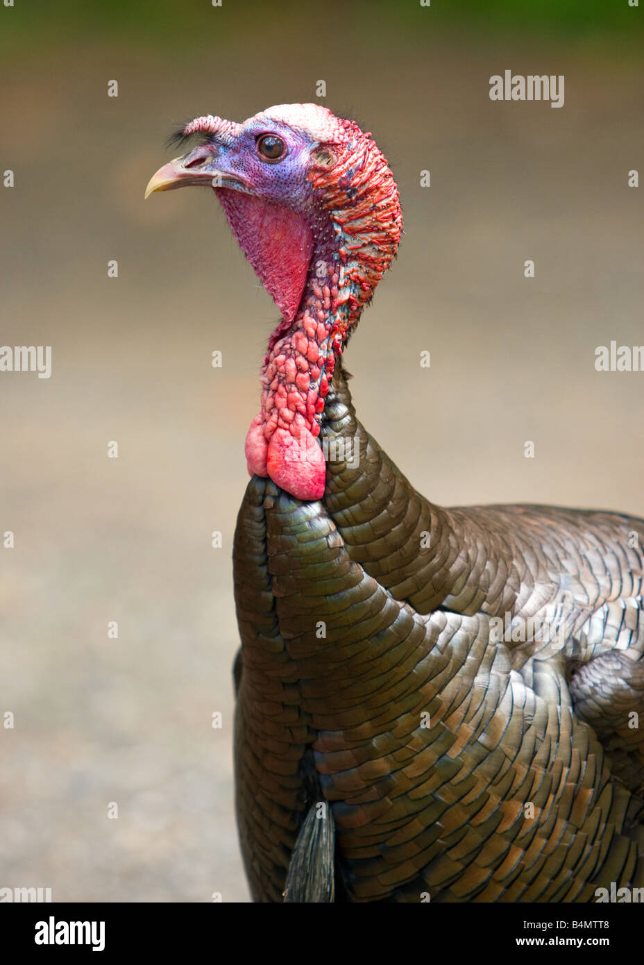 Wild Turkey in Hamden Connecticut USA Stock Photo - Alamy