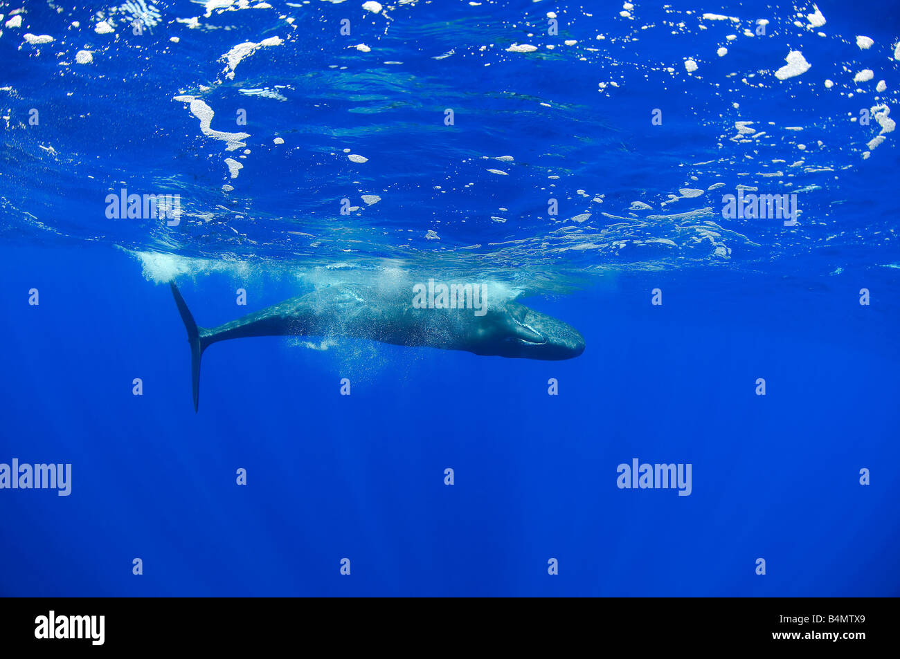 baby sperm whale calf underwater, sperm whale underwater, Physeter catodon, Physeter ...