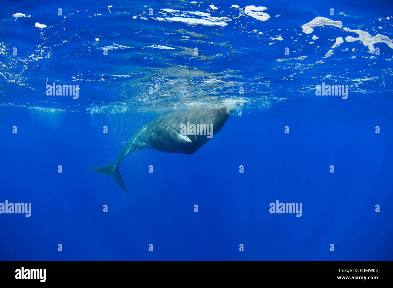 baby sperm whale calf underwater, sperm whale underwater, Physeter catodon, Physeter ...