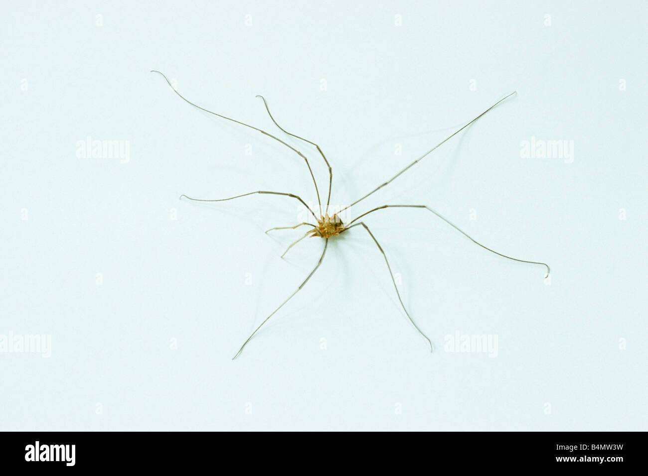 Harvestman spider hi-res stock photography and images - Alamy