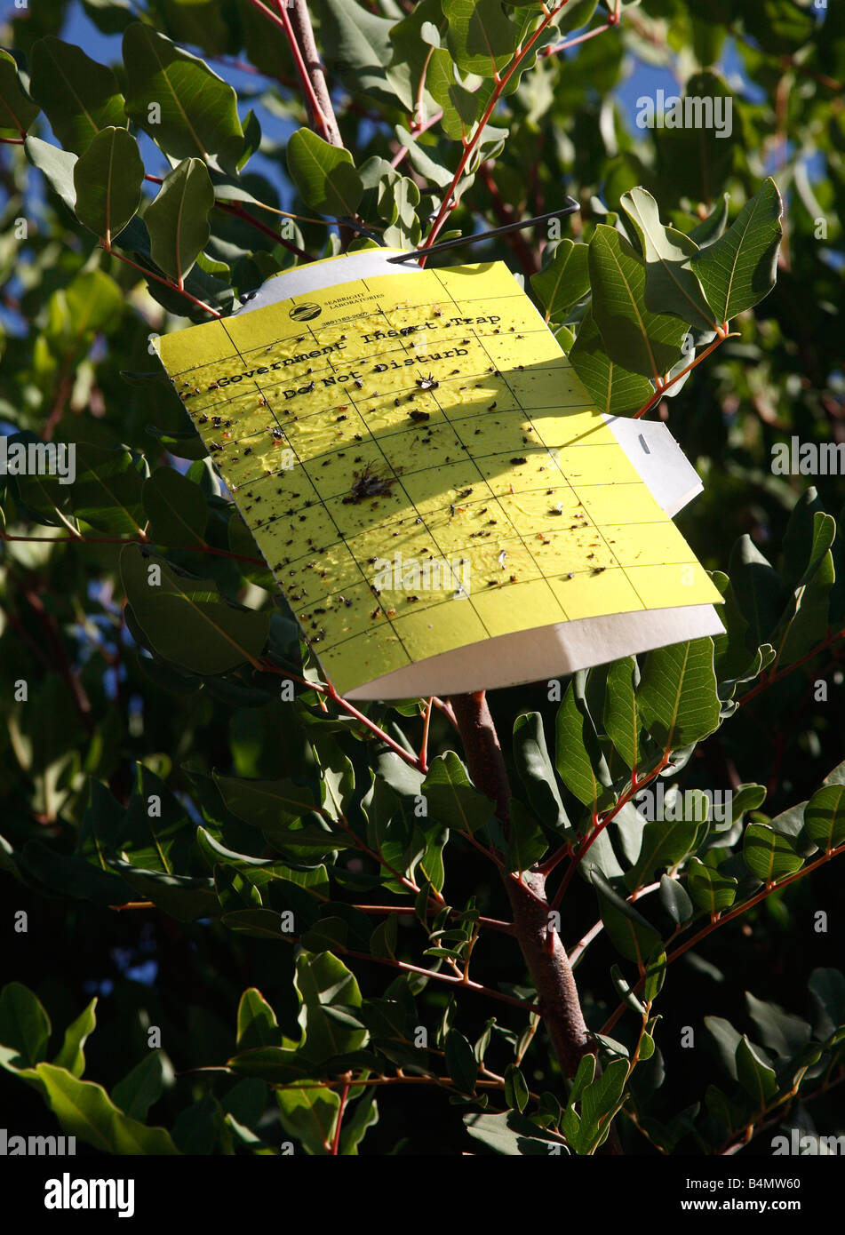 Monitoring insects hi-res stock photography and images - Alamy