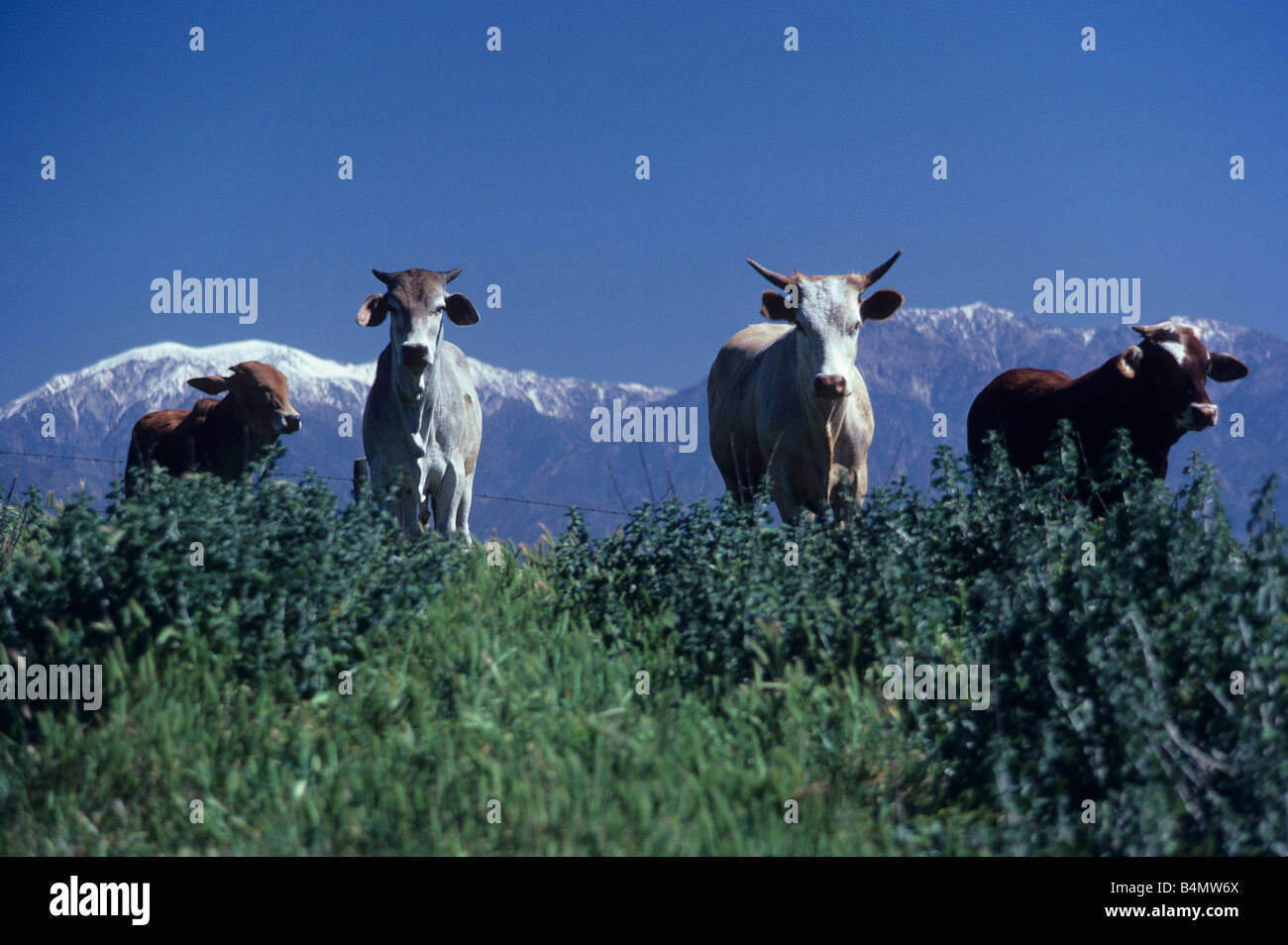 Cattle on top of a hill on a ranch in the Chino Hills, near Los Angeles ...