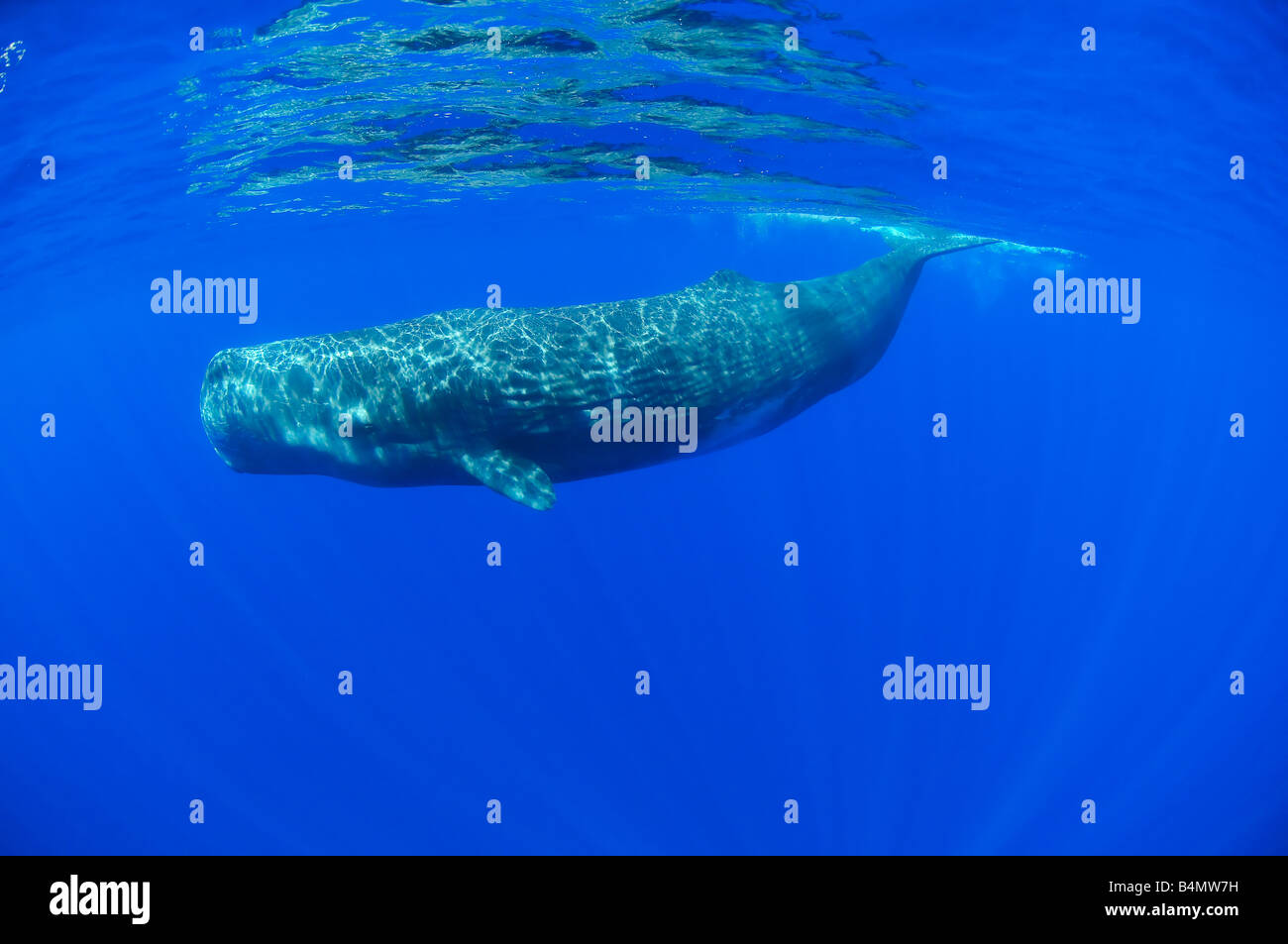 sperm whale underwater, Physeter catodon, Physeter macrocephalus, Azores Stock Photo - Alamy