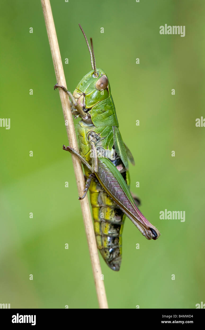 Grasshopper Legs High Resolution Stock Photography and Images - Alamy