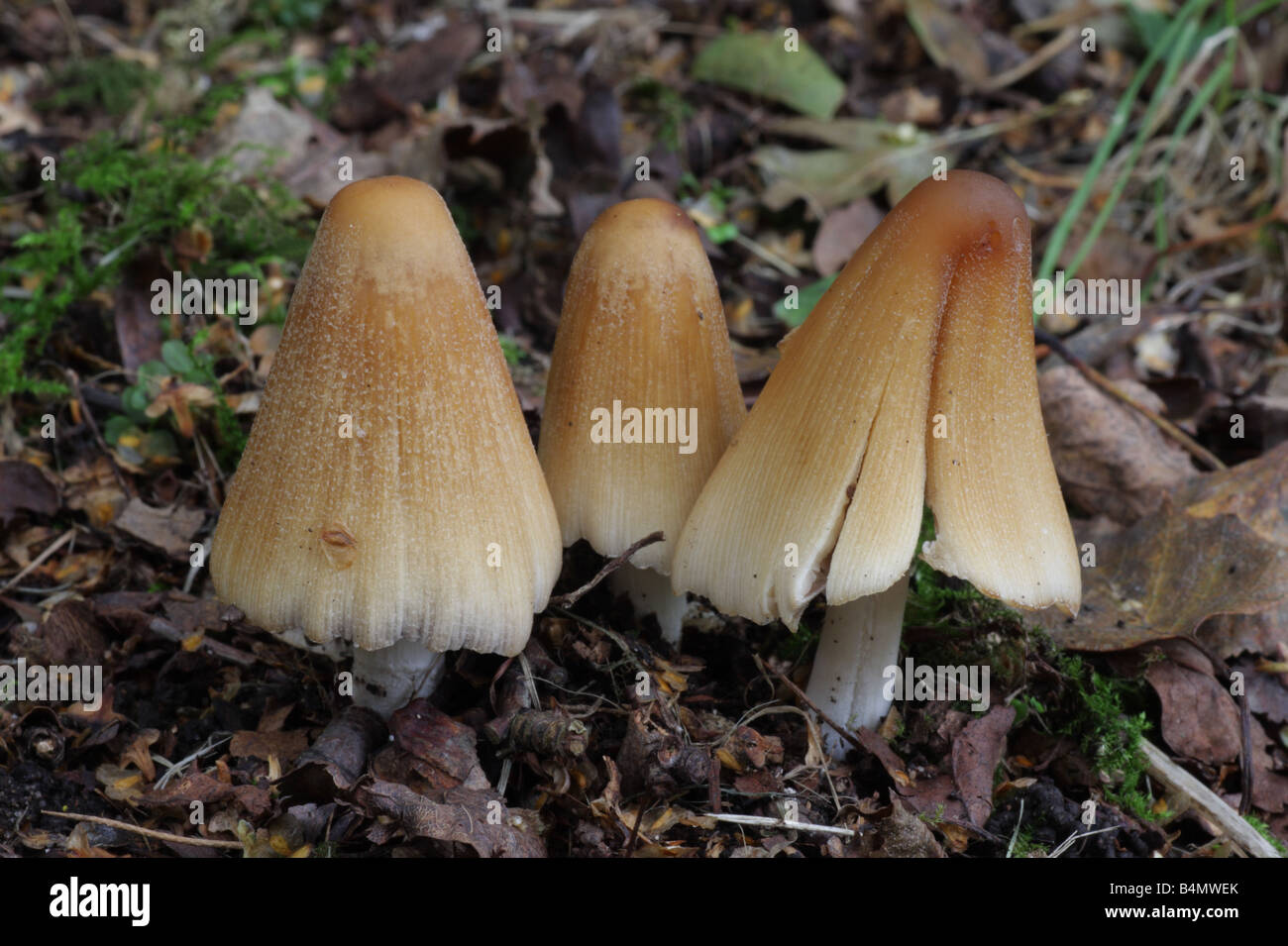 Saccharinus hi-res stock photography and images - Alamy