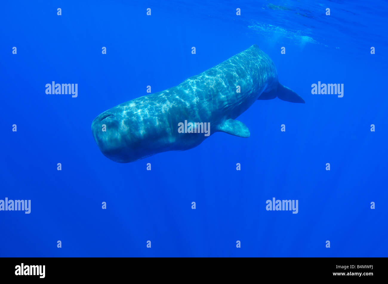 sperm whale, Physeter catodon or Physeter macrocephalus underwater, Azores Stock Photo - Alamy