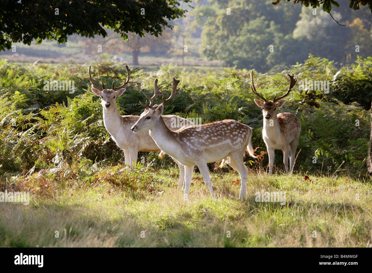 European Fallow Deer, Dama dama Stock Photo - Alamy