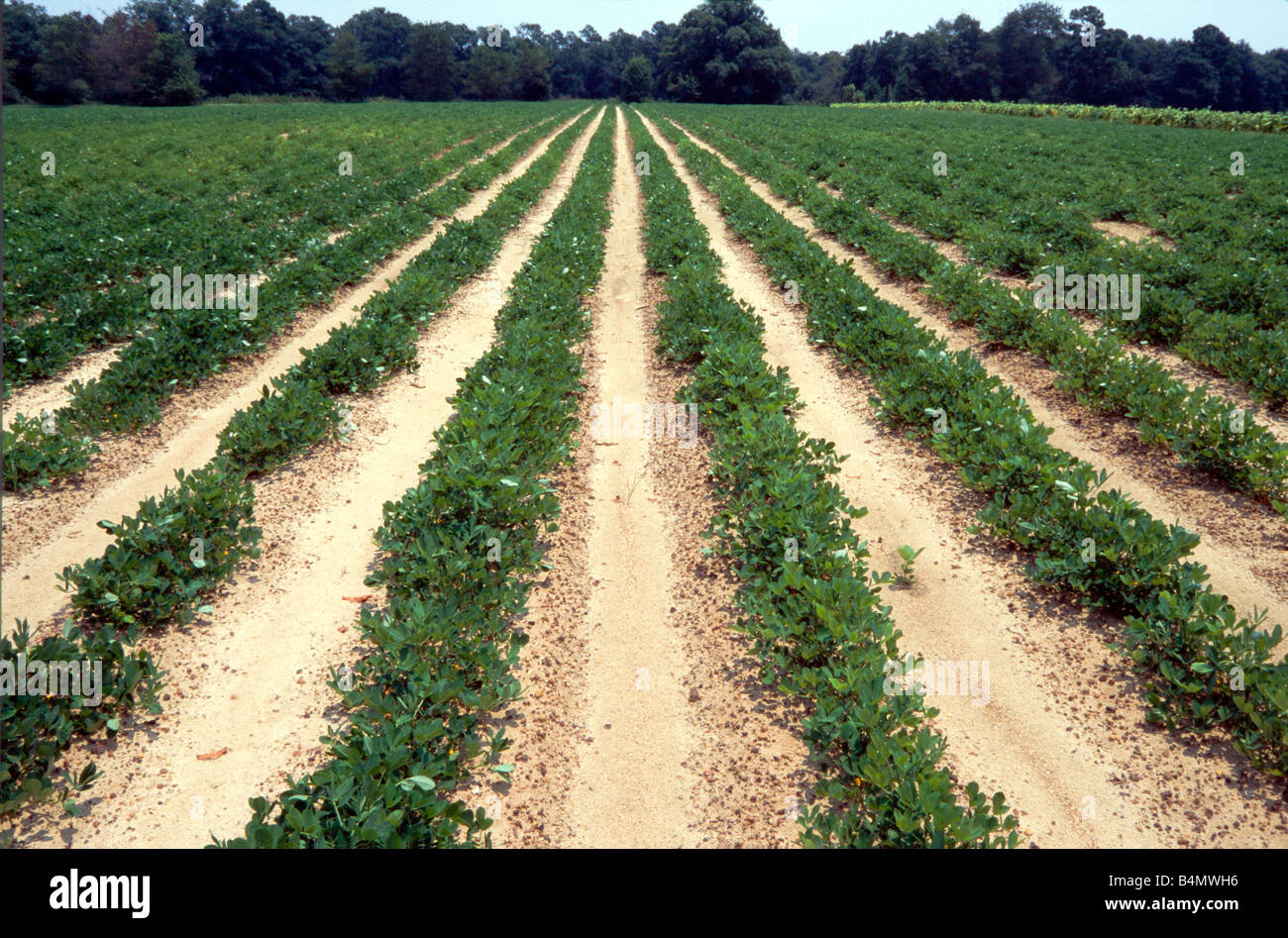 Crops in field, Florida Stock Photo - Alamy