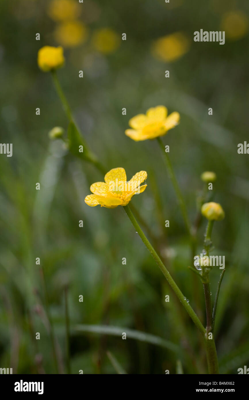 lesser spearwort Ranunculus flammula Stock Photo - Alamy
