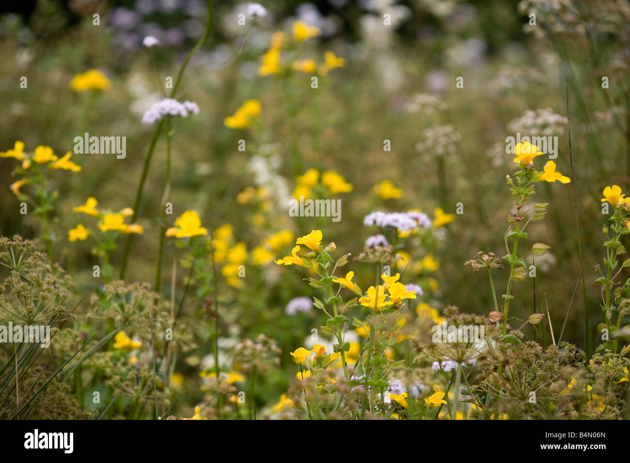 Monkey flower hi-res stock photography and images - Alamy