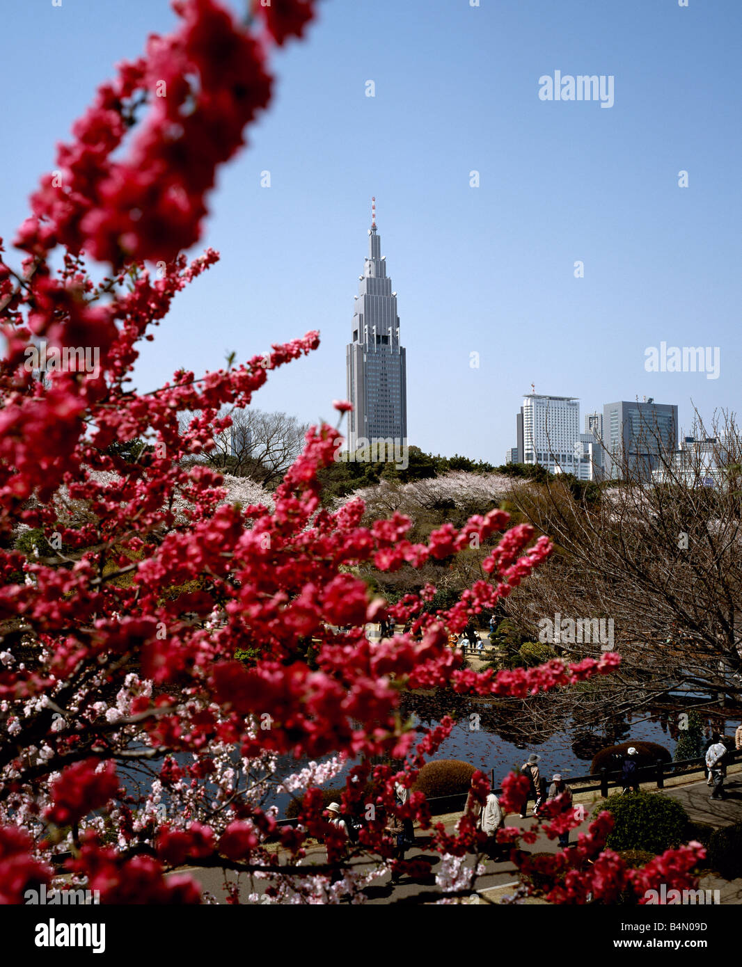 Rare Red Cherry Blossom Tree in Shinjuku Gyoen Park with the NTT DoCoMo ...