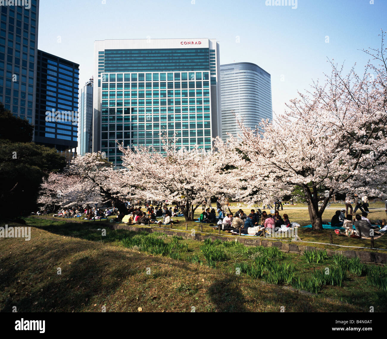 Cherry Blossom Trees in Hama rikyu Garden with High rise buildings of ...