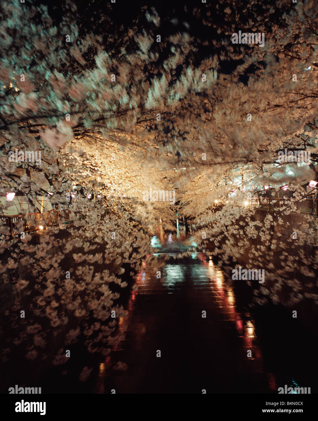 Cherry Blossom Trees along the Meguro River at Night Stock Photo - Alamy