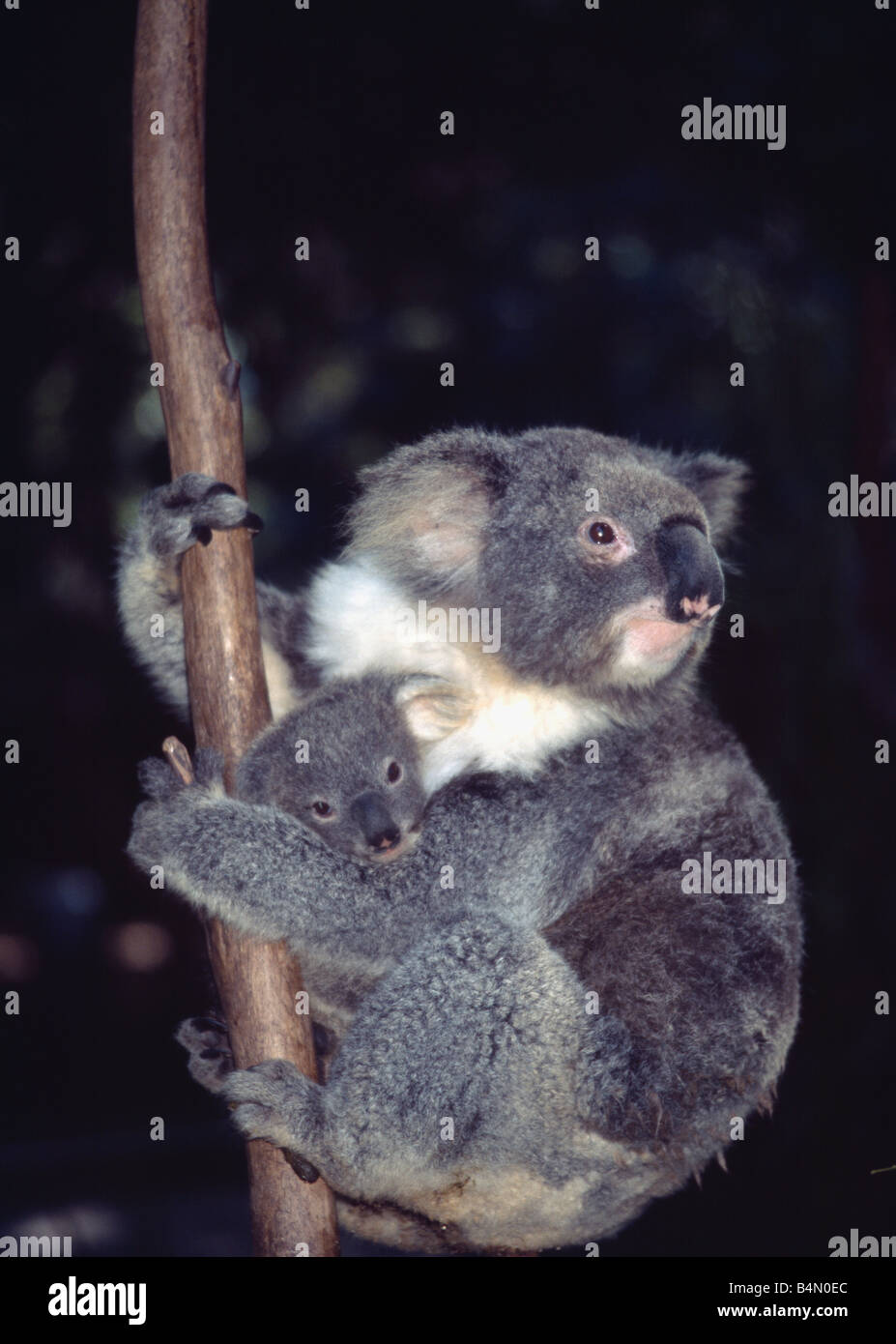 Koala Mother with Baby Stock Photo - Alamy