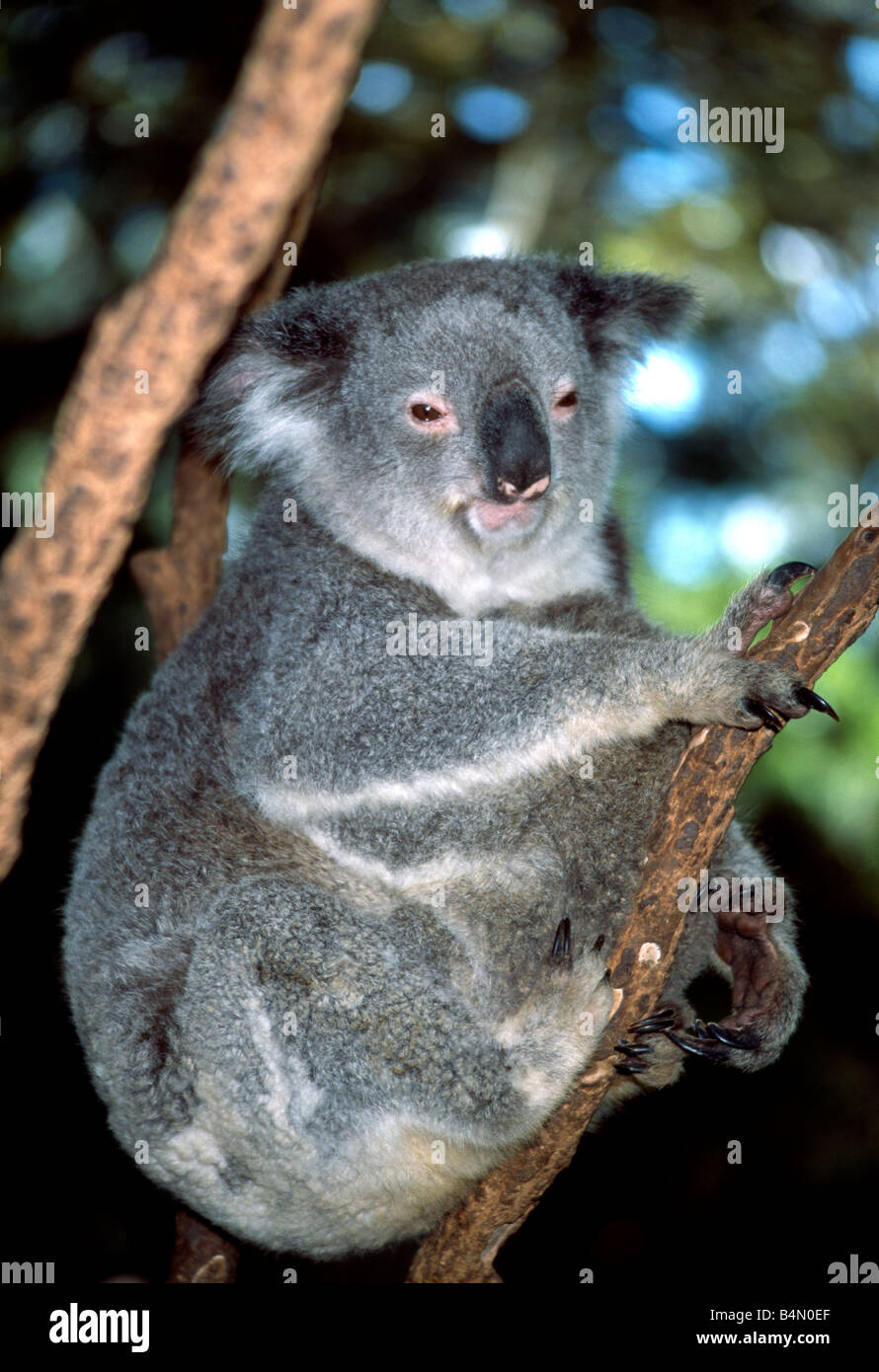 New world marsupial hi-res stock photography and images - Alamy