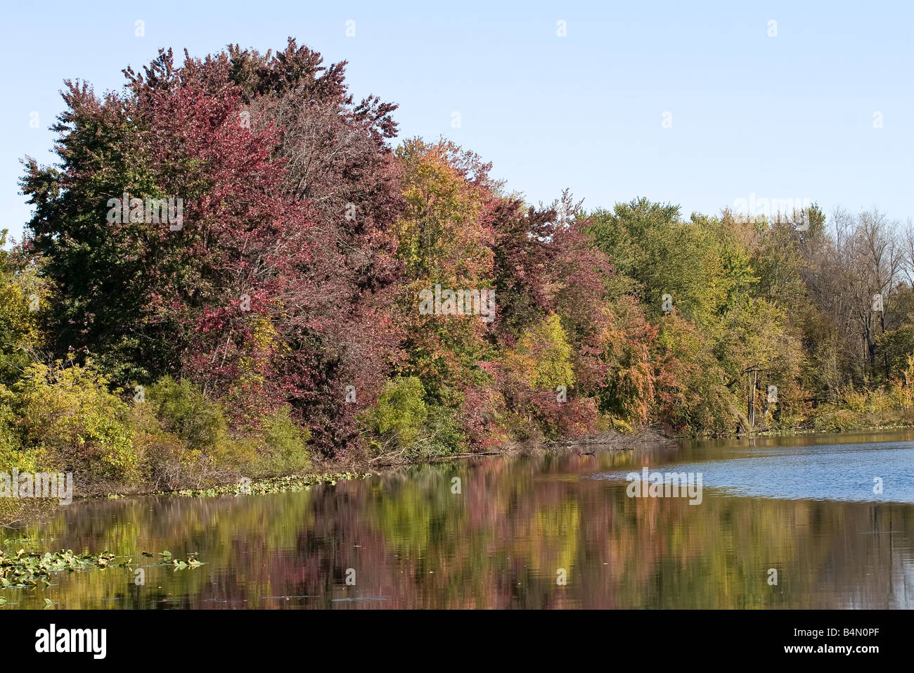 The trees changing color in early autumn reflect in a small lake Stock ...