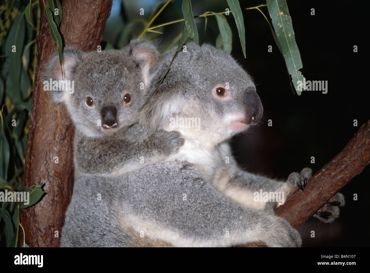 Koala Mother with Baby on the back Stock Photo - Alamy