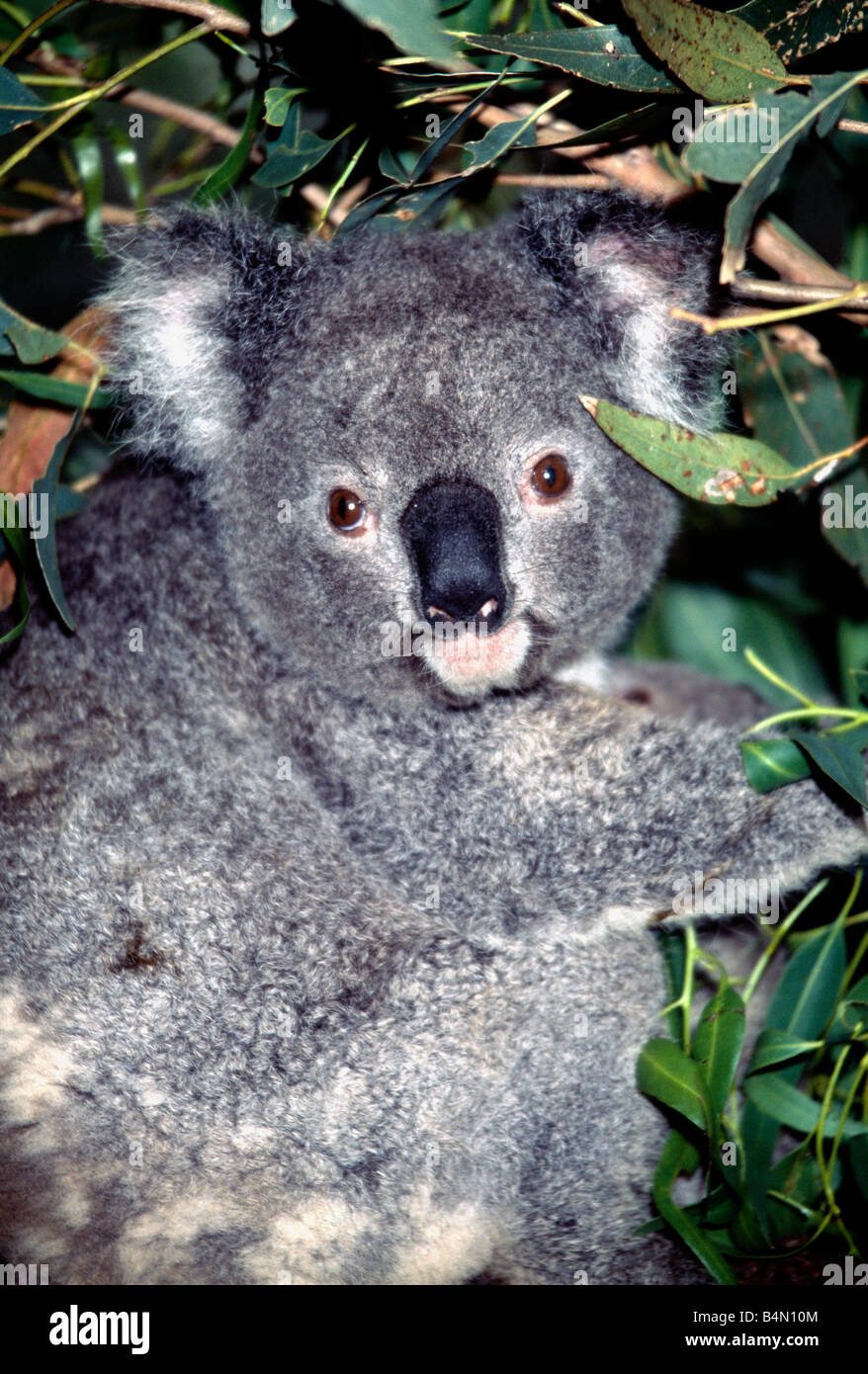 Koala park sanctuary sydney hi-res stock photography and images - Alamy