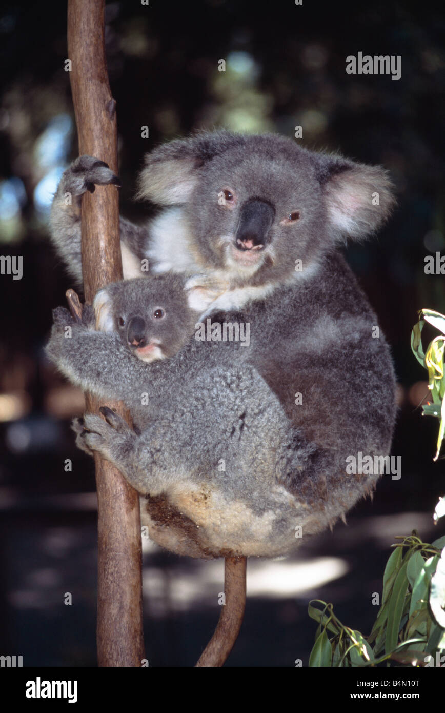 Koala Mother with her Baby Stock Photo - Alamy