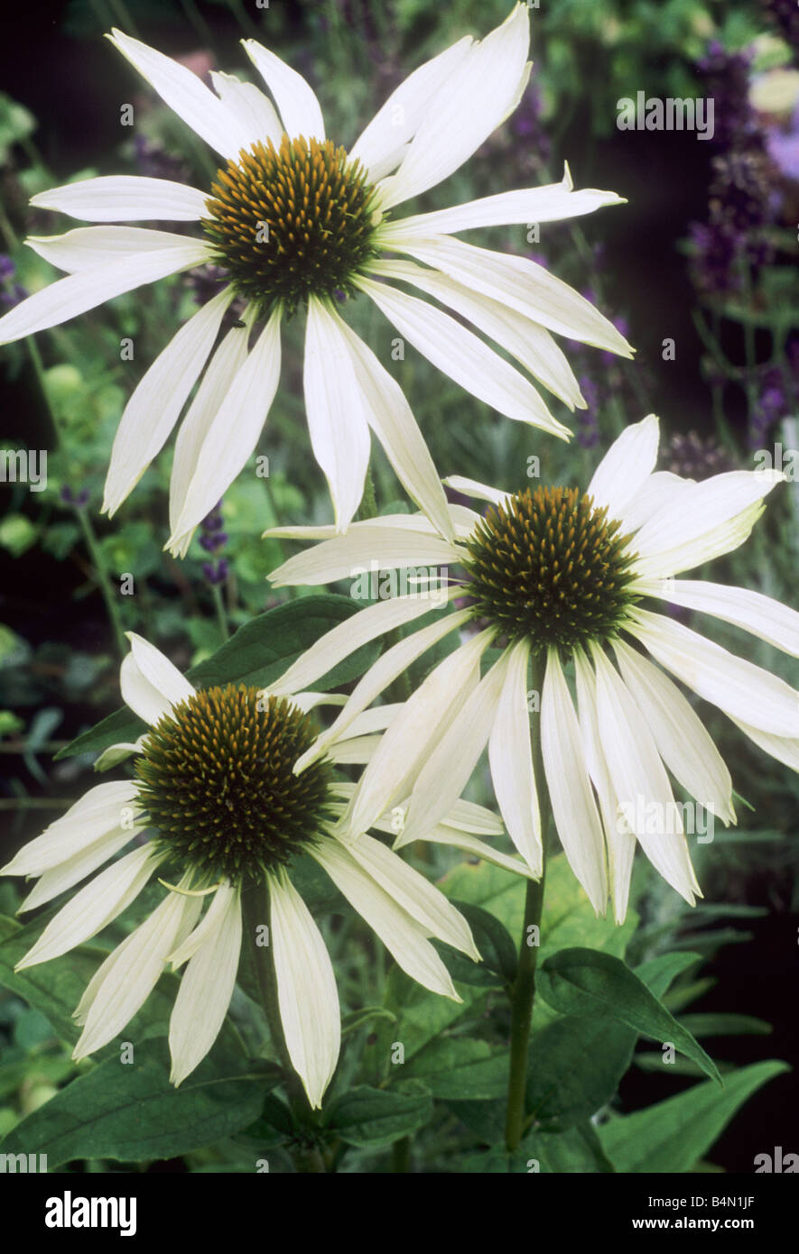 Echinacea 'White Lustre' cone flower white flowers garden plant plants ...