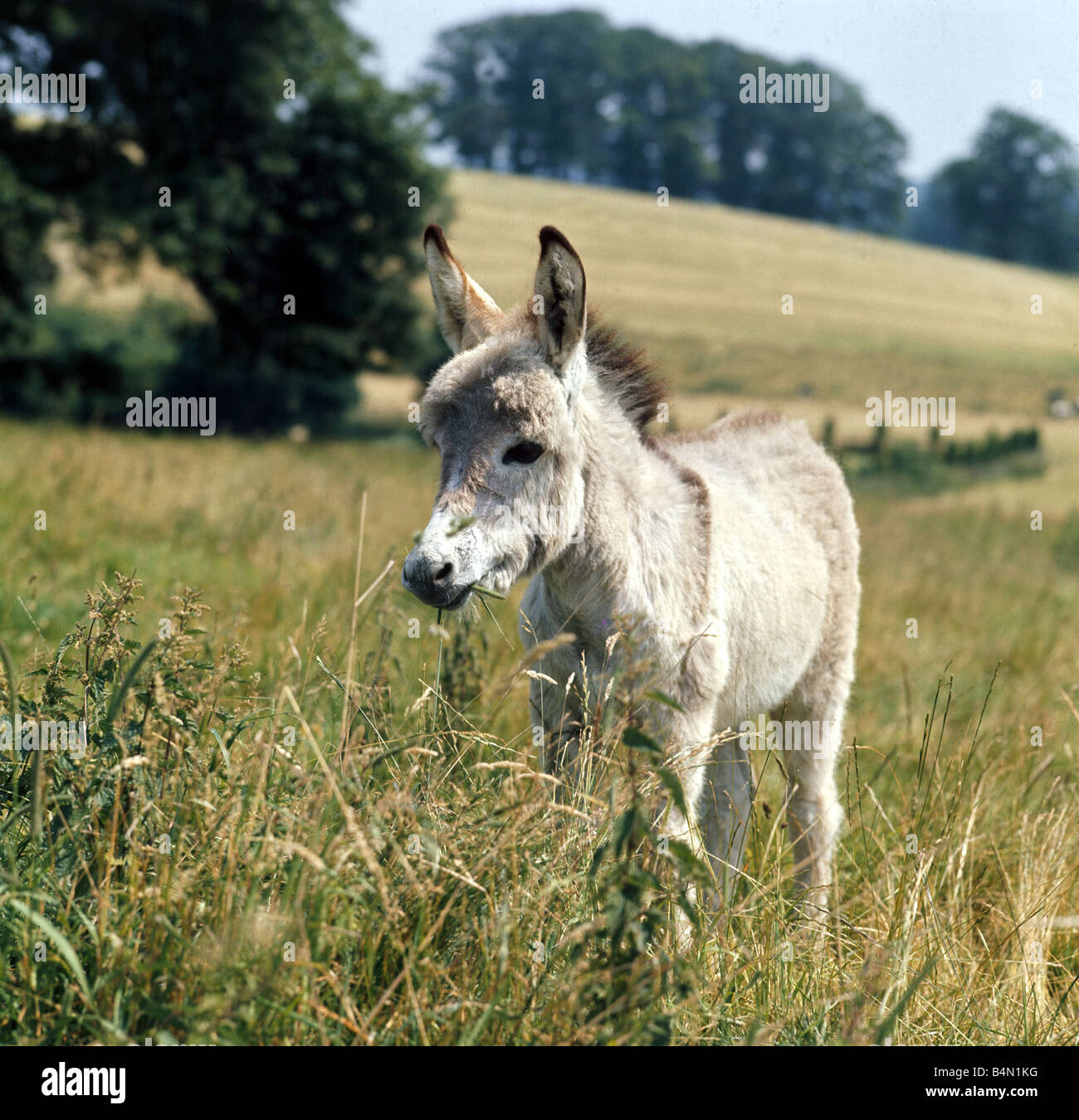 1980s donkeys hi-res stock photography and images - Alamy