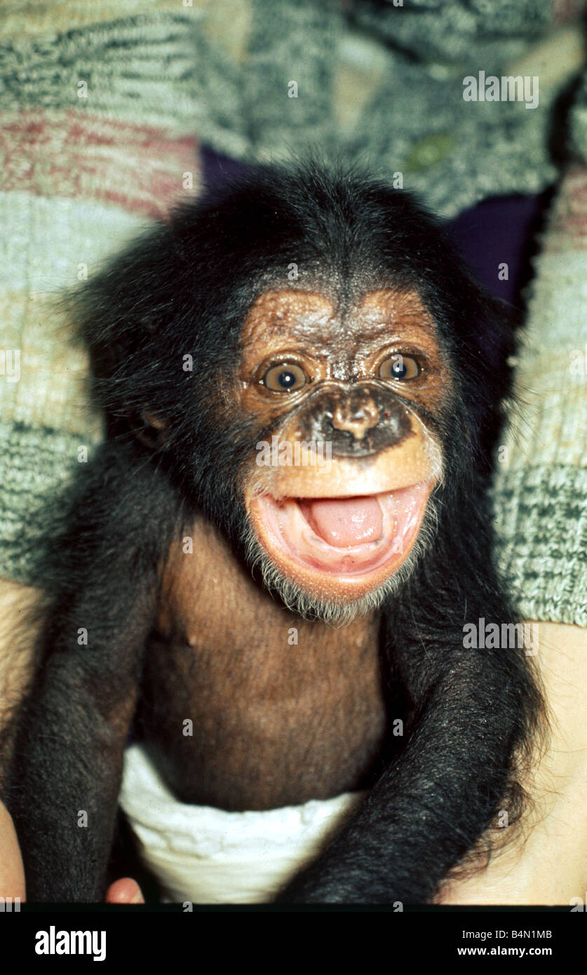 Woman chimpanzee hi-res stock photography and images - Alamy