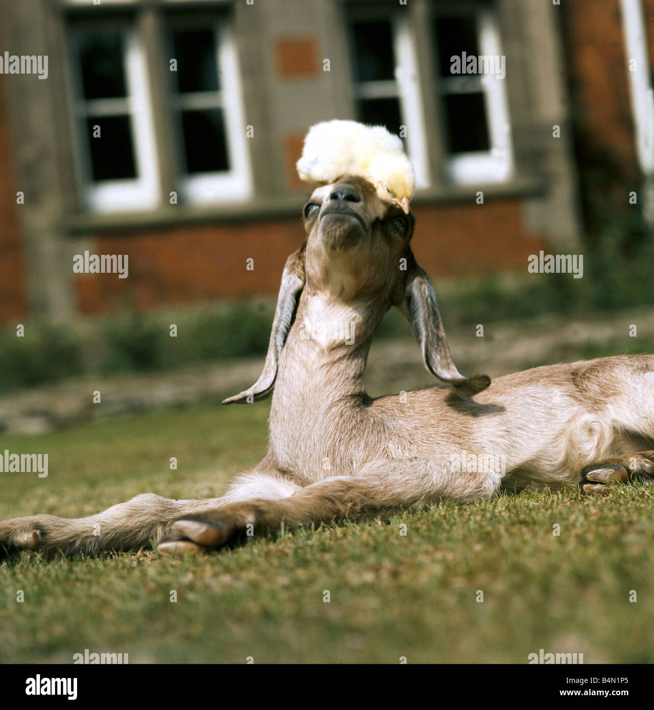 Goats lying down hi-res stock photography and images - Alamy