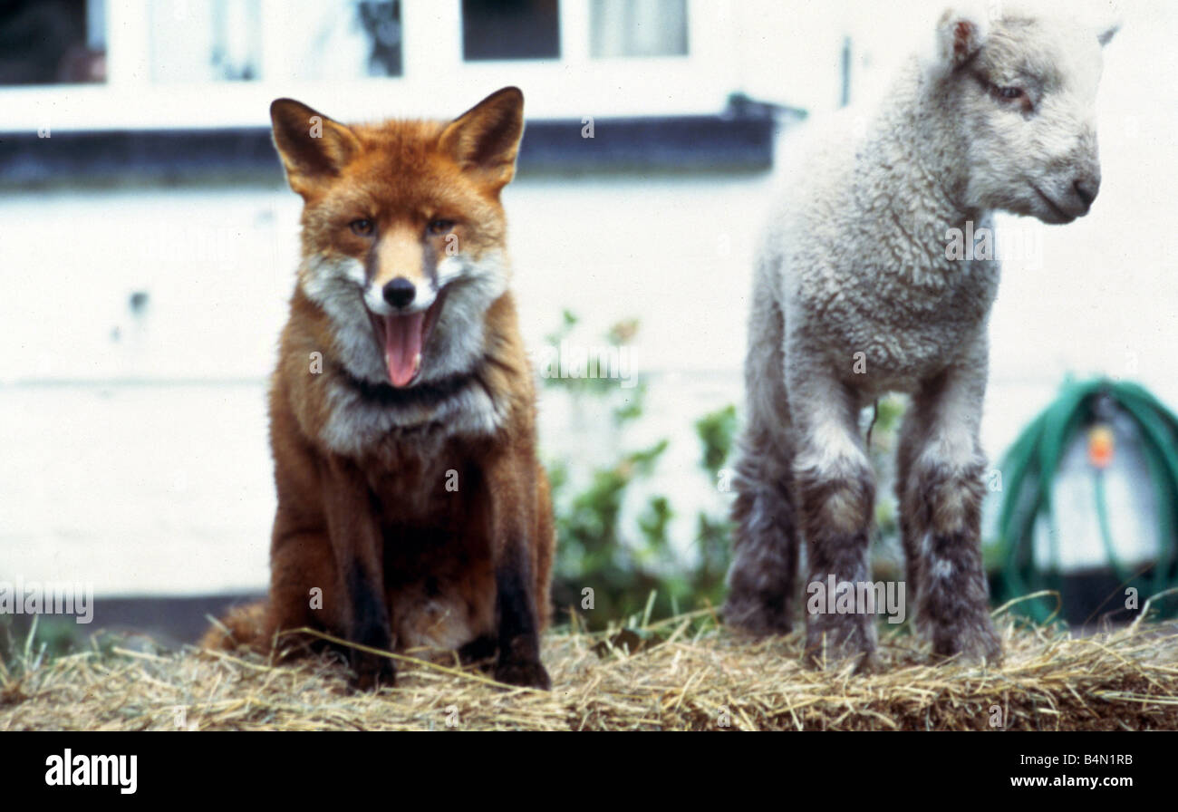 Orphan lamb hi-res stock photography and images - Alamy