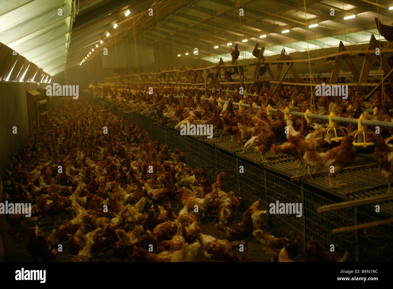 chickenare kept for egg production The chicken are not kept in gages ...