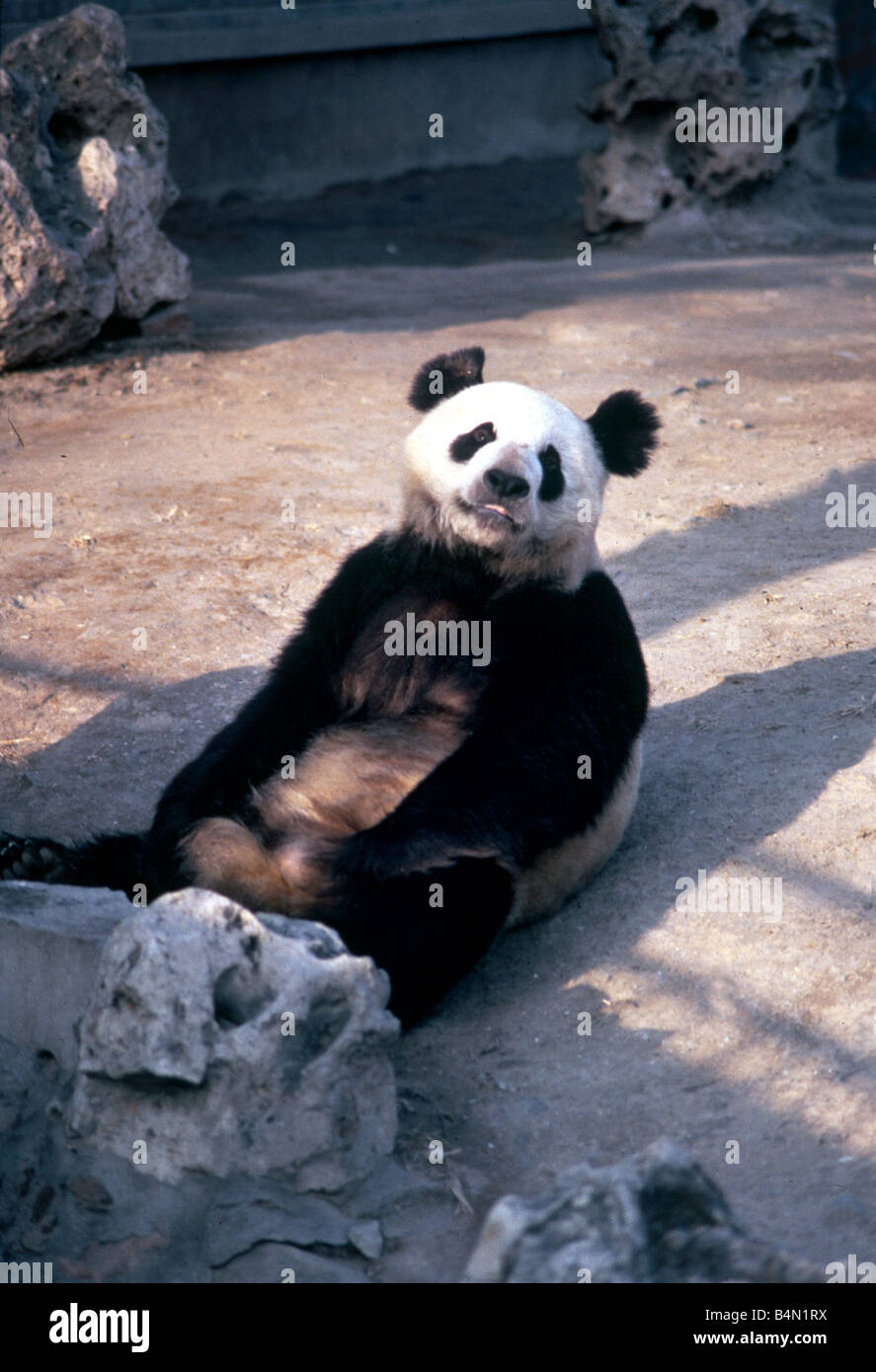 A Male Panda at Peking Zoo Sitting down with his belly up August 1982 ...