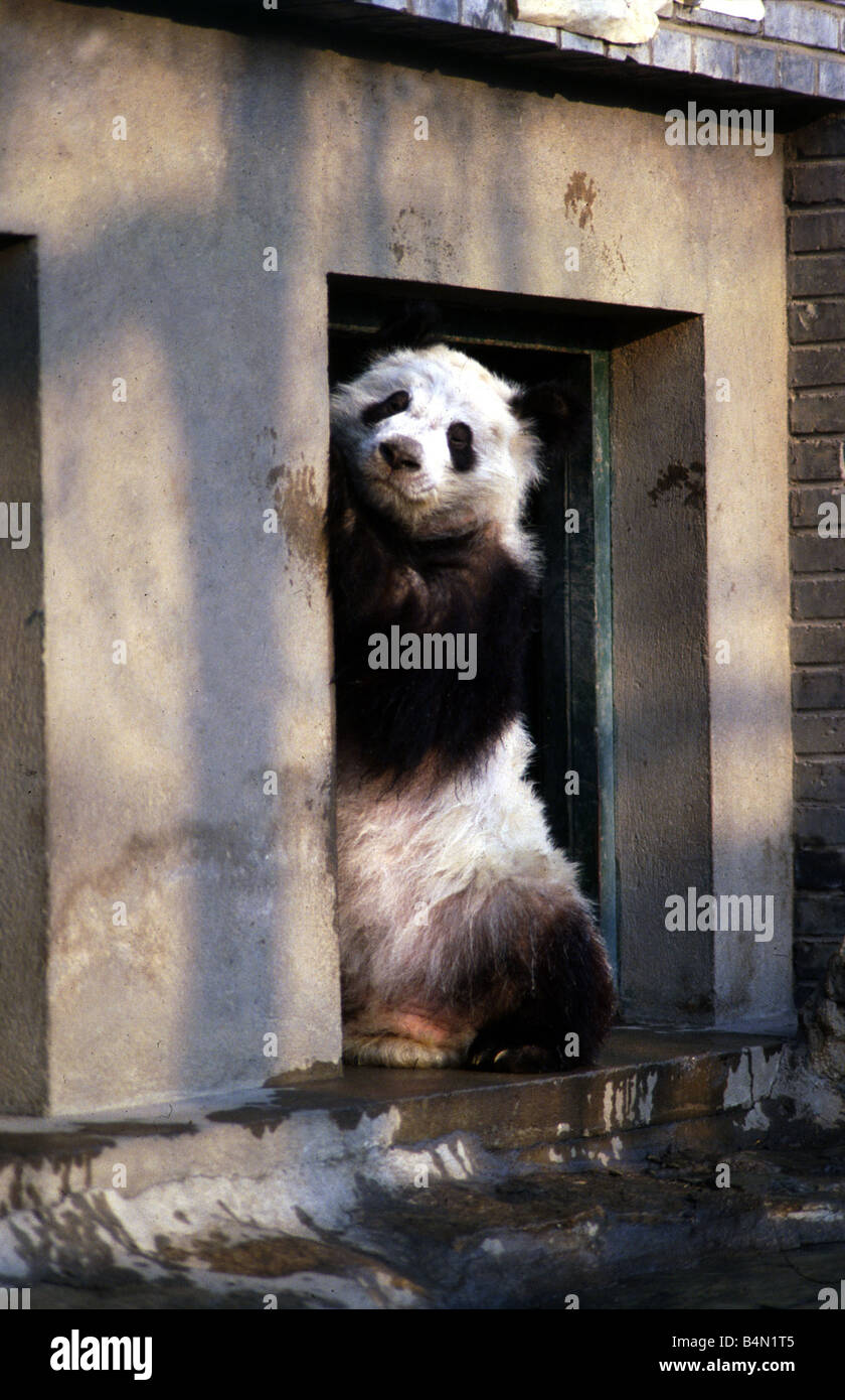 Baby Panda at Peking Zoo looking out of a doorway from his enclosure ...
