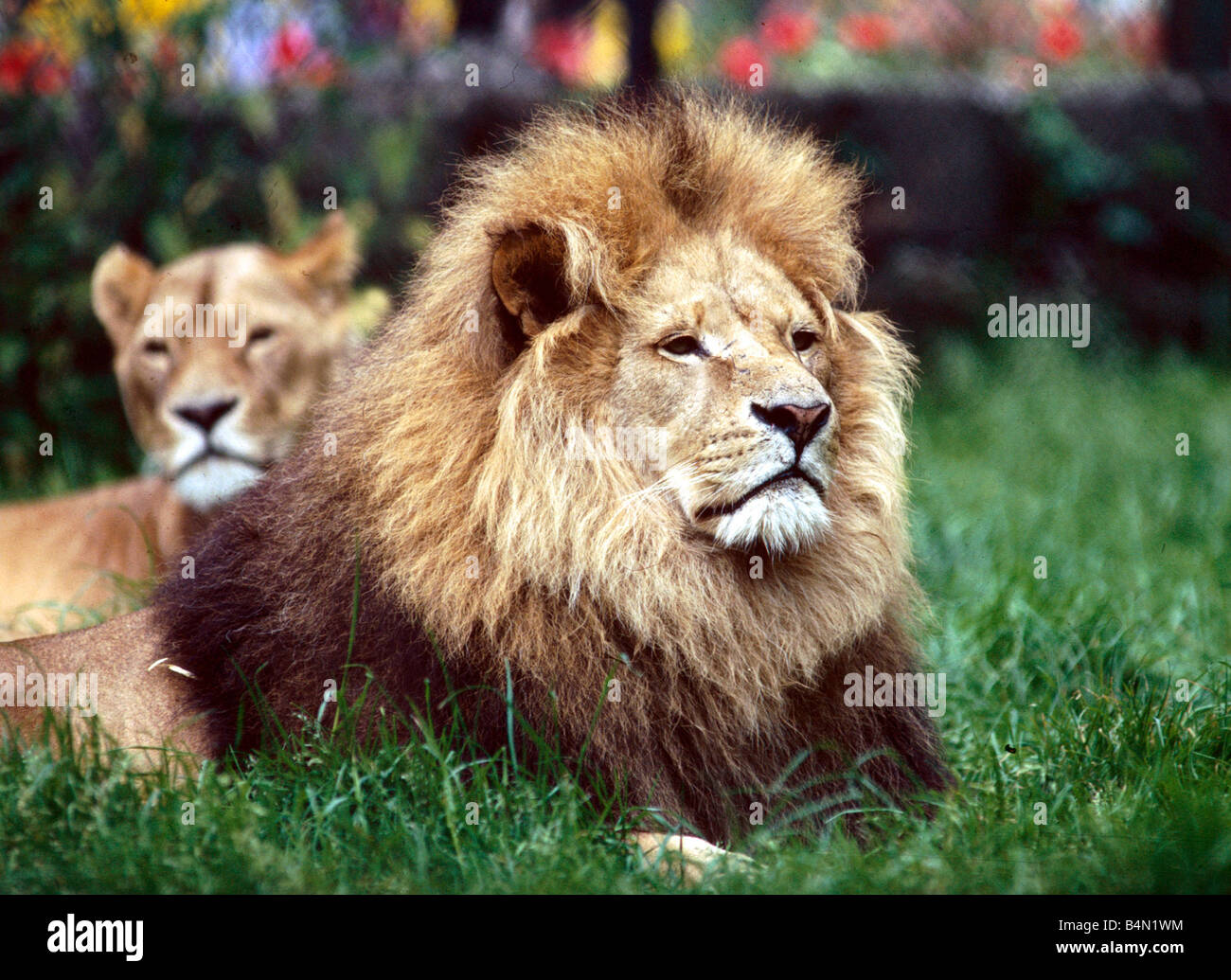 A Lion and lioness laying down in the grass at a zoo in England July ...
