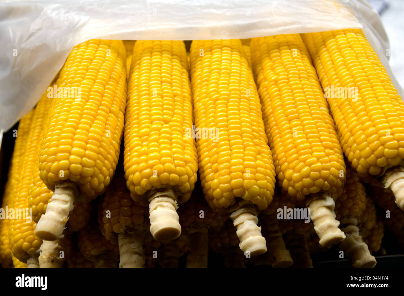 Fresh boild corn on the cob offered by a roadside vendor Stock Photo ...