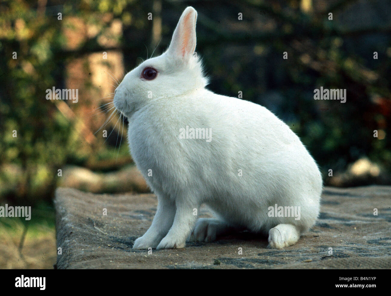 A Netherland Dwarf Rabbit February 1989 Stock Photo - Alamy
