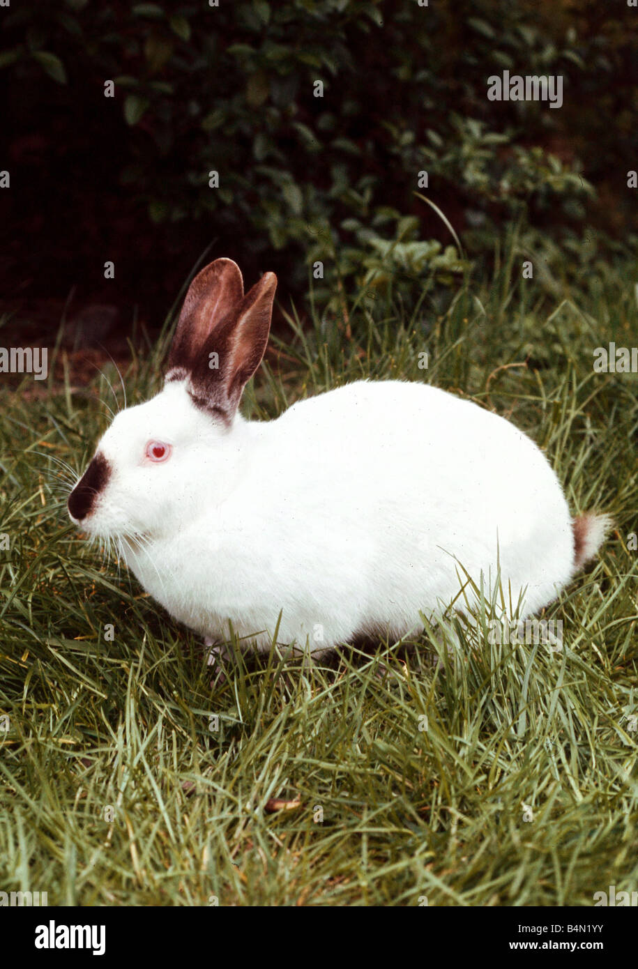 A Himalayan white rabbit February 1989 Stock Photo - Alamy