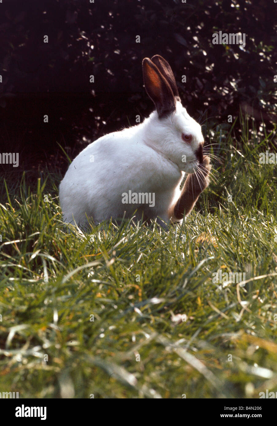 Himalayan rabbit hi-res stock photography and images - Alamy