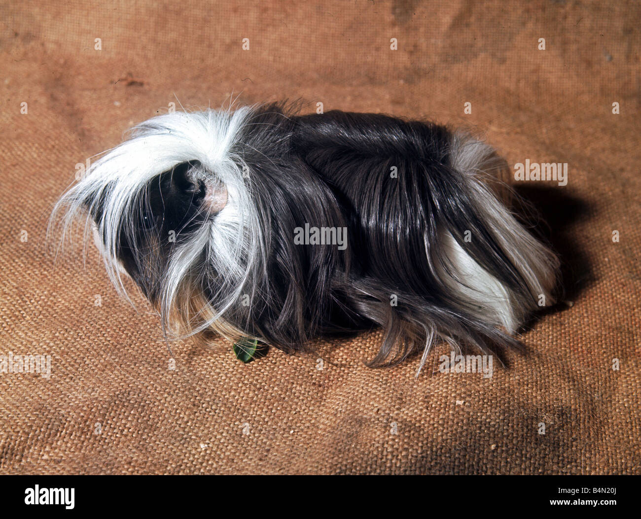 A Peruvian Cavy Guinea pig February 1989 Stock Photo - Alamy