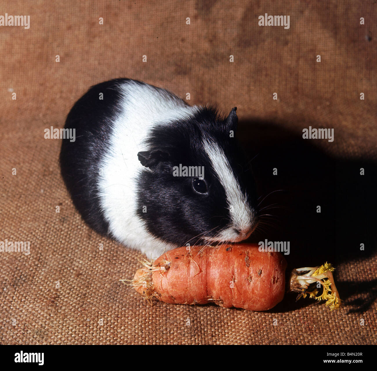 A Black Dutch Cavy guinea pig eating a carrot February 1989 Stock Photo ...