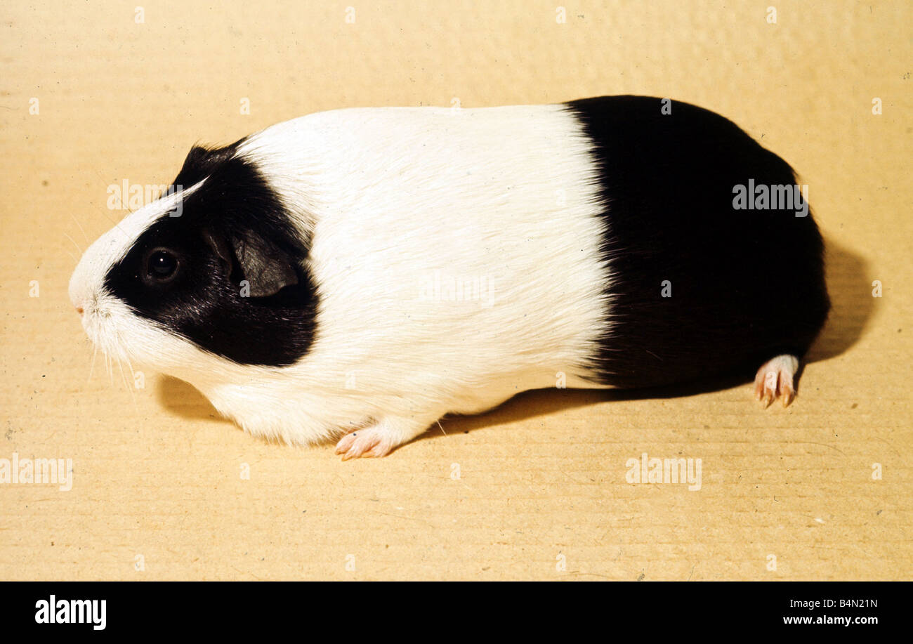 A Black Dutch Cavy Guinea Pig February 1989 Stock Photo - Alamy