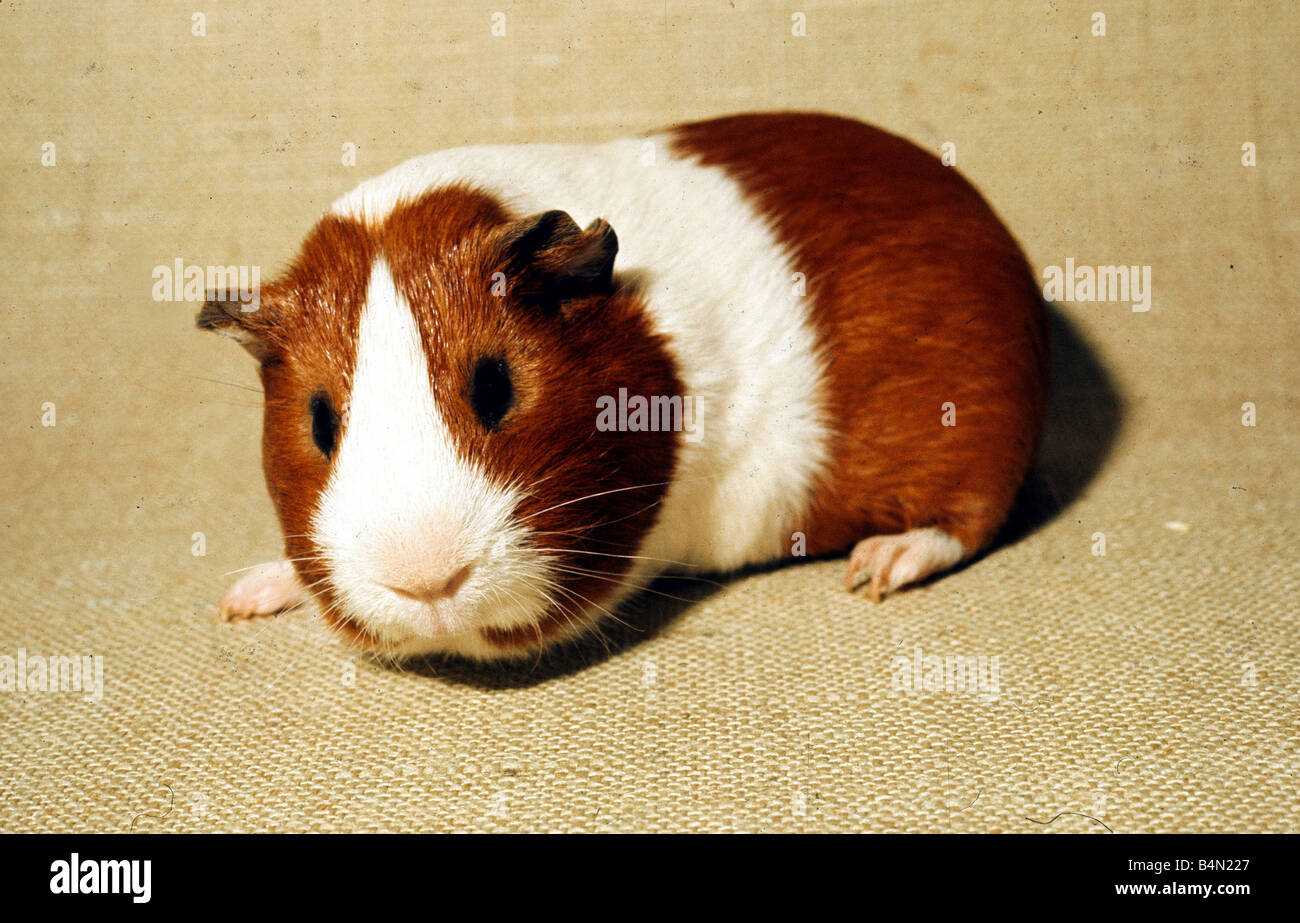A Red Dutch Cavy Guinea Pig February 1989 Stock Photo - Alamy