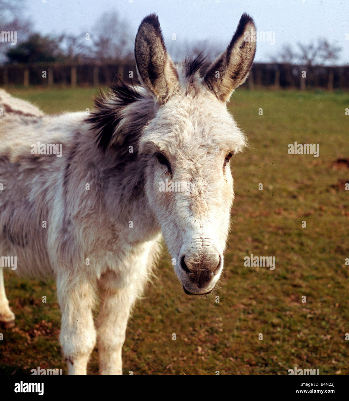 1980s donkeys hi-res stock photography and images - Alamy