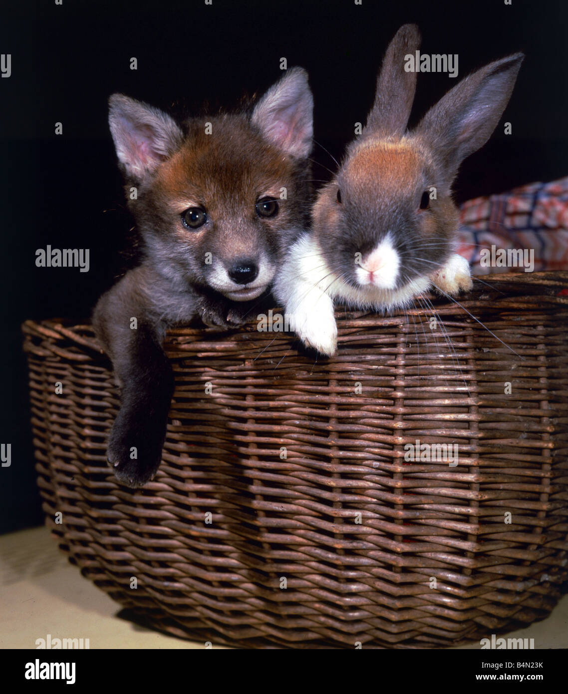 Wicker fox hi-res stock photography and images - Alamy