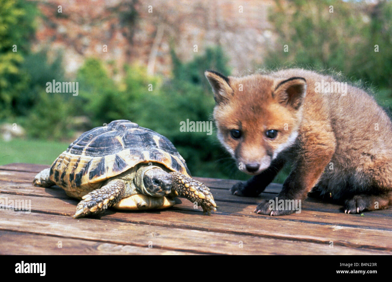 Basil the orphaned fox and Barny the tortoise becoming friends April ...