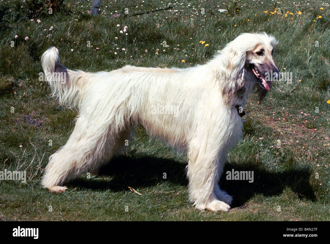 Afgan dog hi-res stock photography and images - Alamy