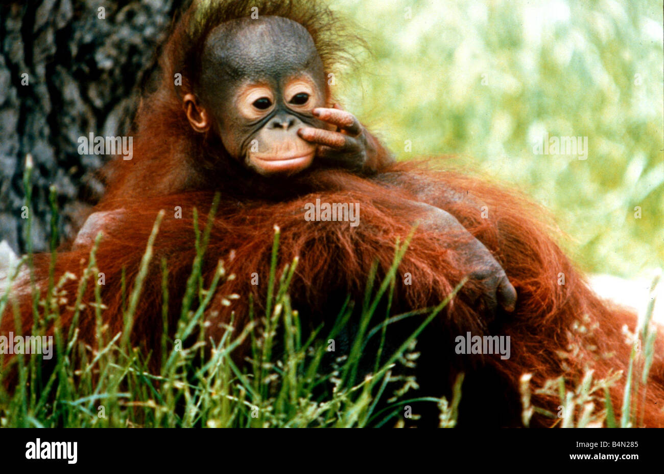 Animals Picking Thier Nose These Lemurs Take Nose Picking To A New
