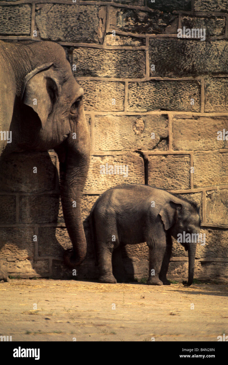 Jubilee the first elephant to be born in Britain standing against the ...