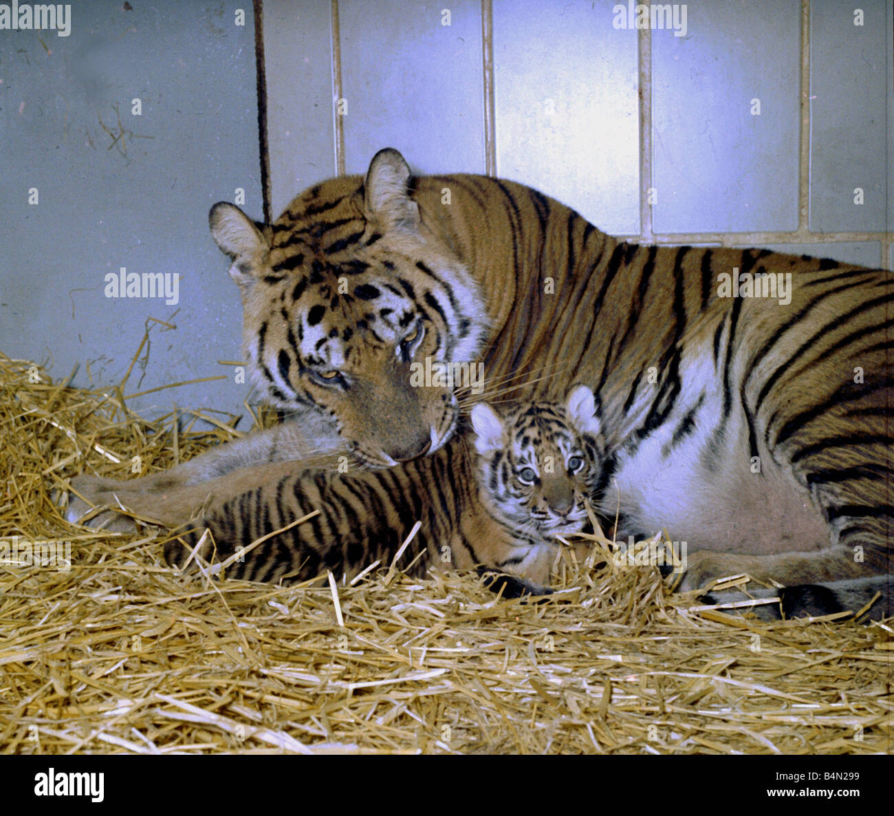A Bengal tiger and cub lying inthe hay at Twycross Zoo December 1976 ...